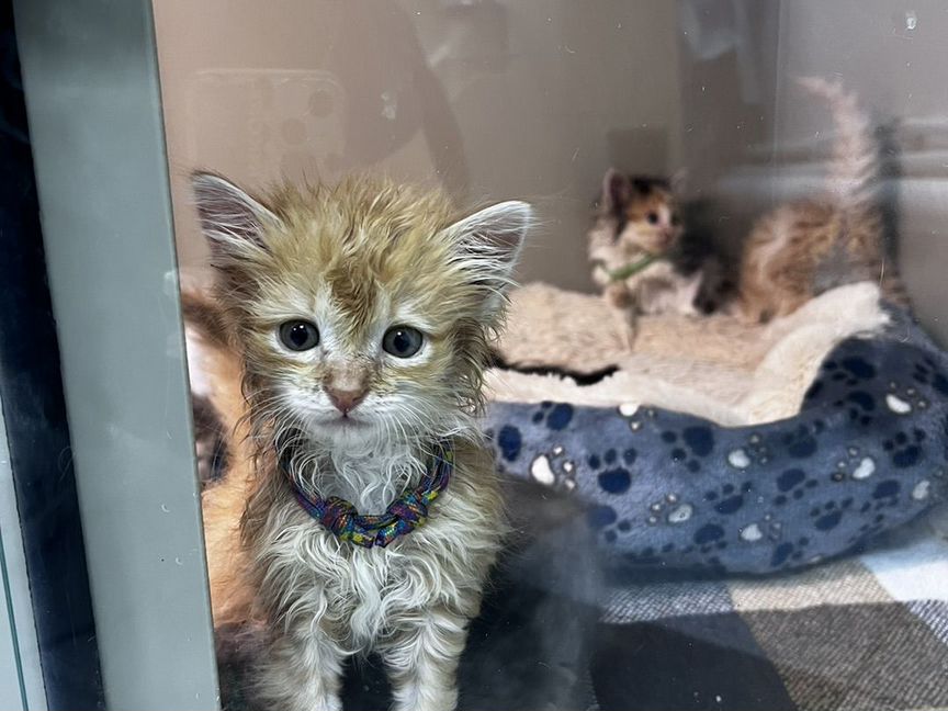 Рыжие котята девочки 2 месяца