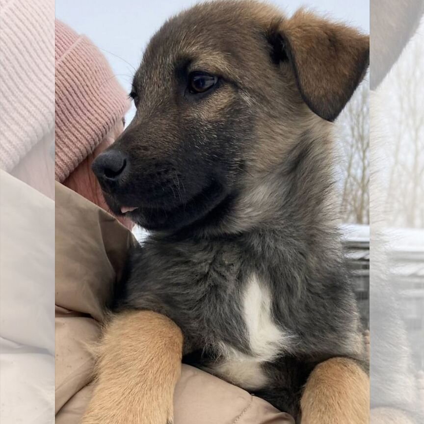 Щенок в добрые руки