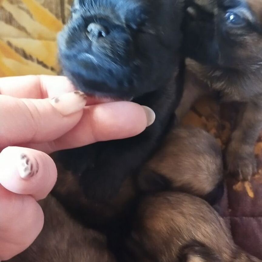 Гриффоны и брабансоны