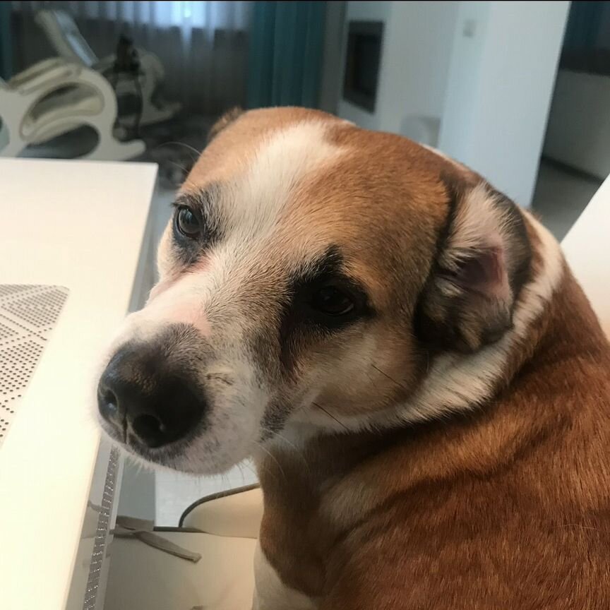 Метис джек рассел терьера