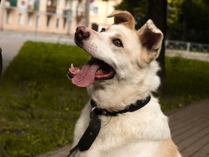 Стэм из приюта