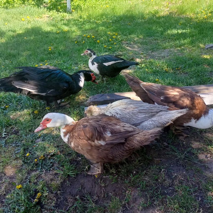 Продам семью индоуток