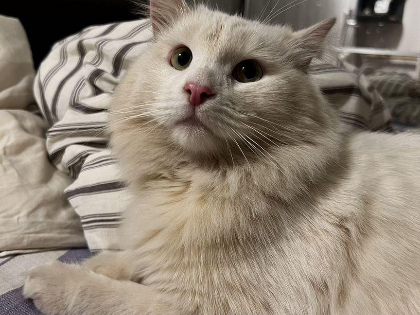 Большая белая кошка