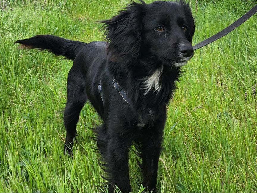 Спаниелечка Труня в добрые руки