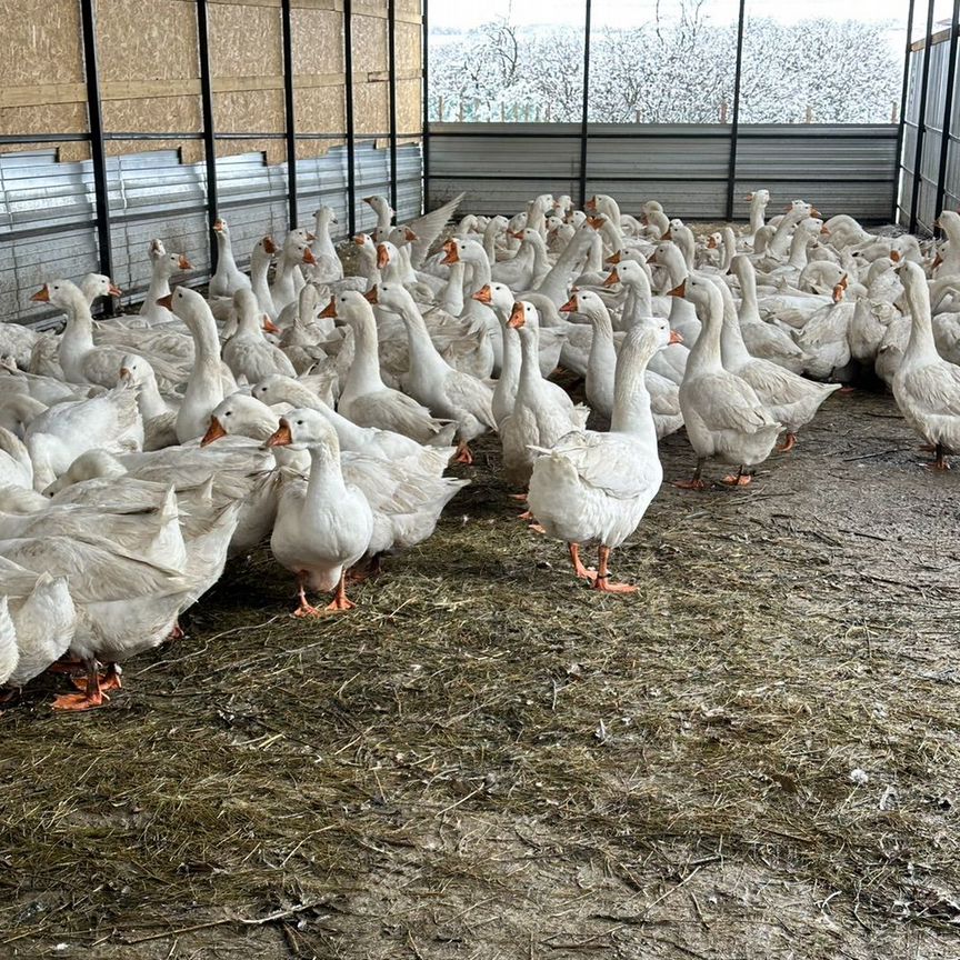 Пищевое яйцо гусиное