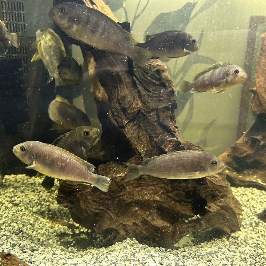 Малавийские цихлиды