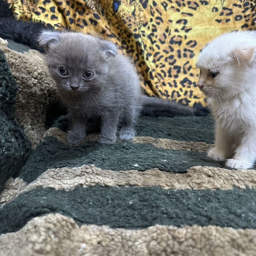 Шотландские котята