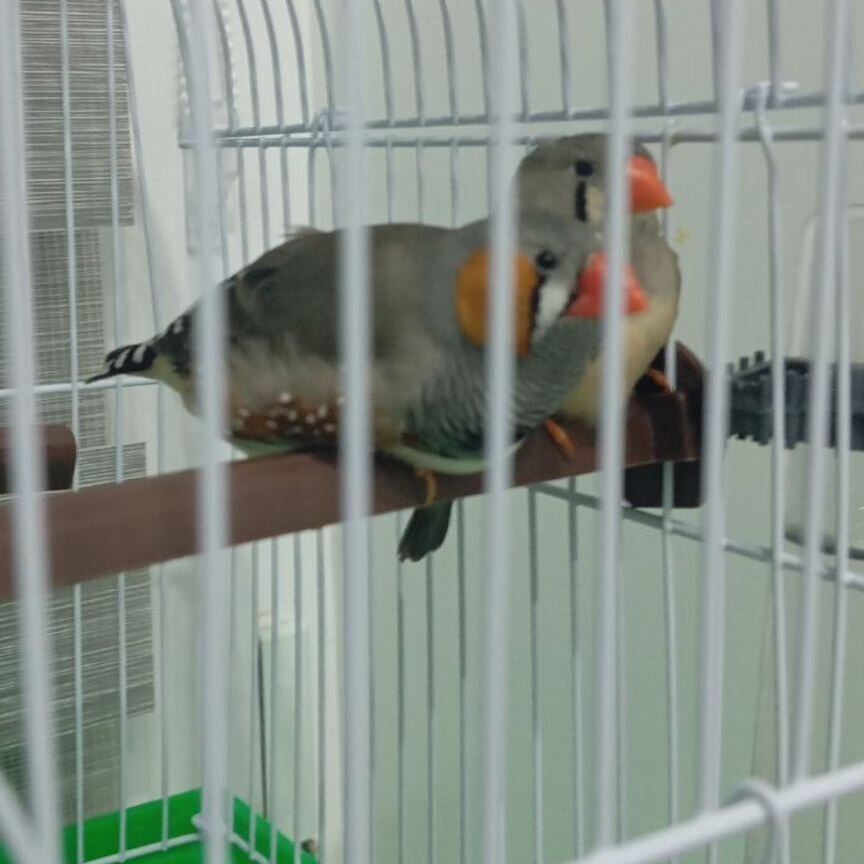 Амадины
