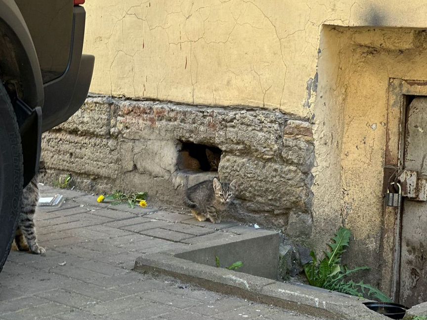 Котята в добрые руки