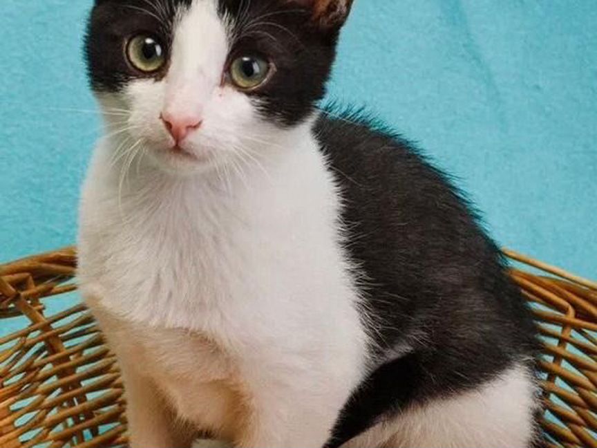 Кошечка Анфиса в добрые руки