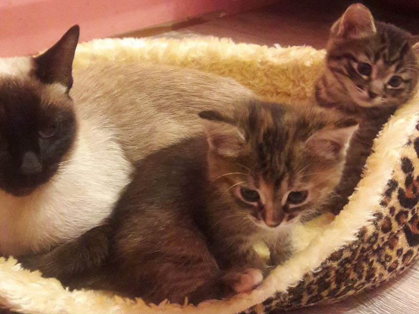 Котята от сиамской мамочки-кошки