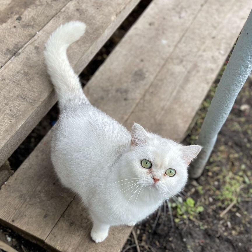 Серебристая шиншилла