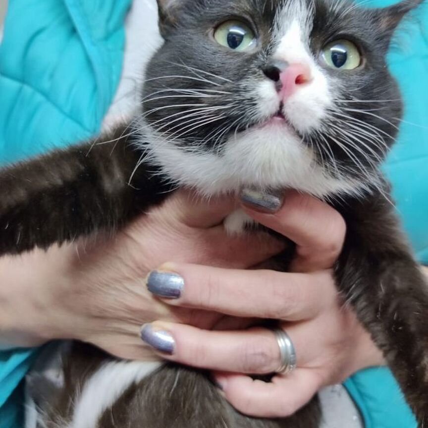 Ласковый котенок