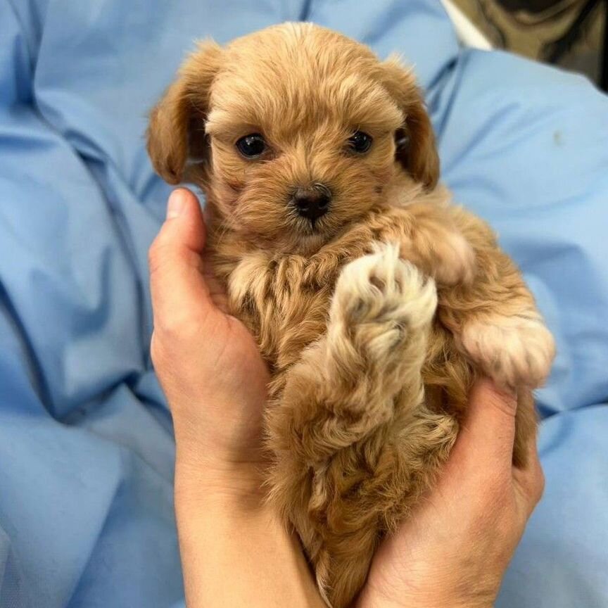 Мальтипу ф1 мини мальчик от родителей Корея Китай