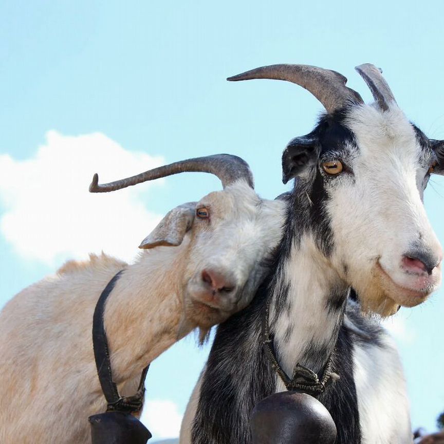 Комбикорм gold для мрс