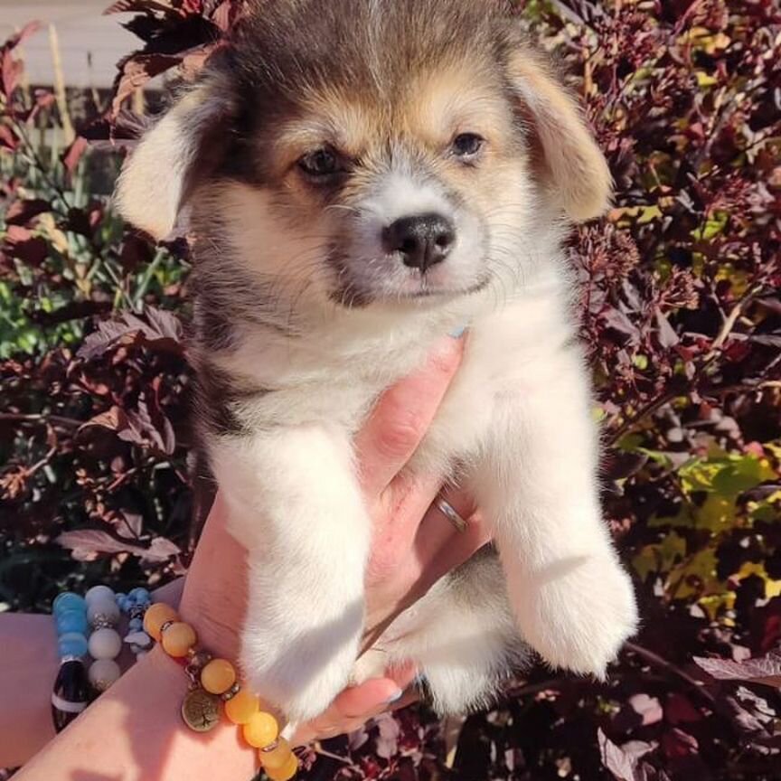 Мальчик корги