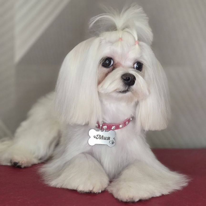 Адресник для собак с гравировкой на ошейник