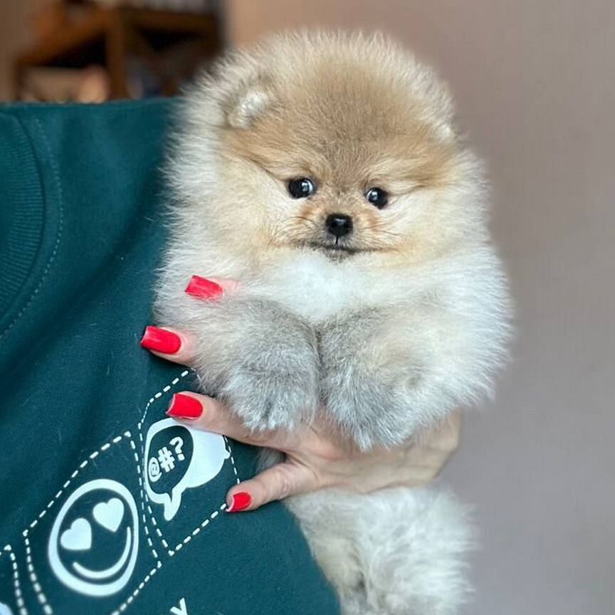 Померанский шпиц, щенок