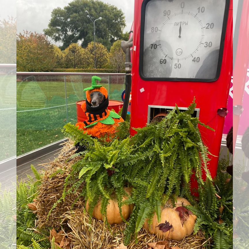 Костюм на хеллоуин для собаки