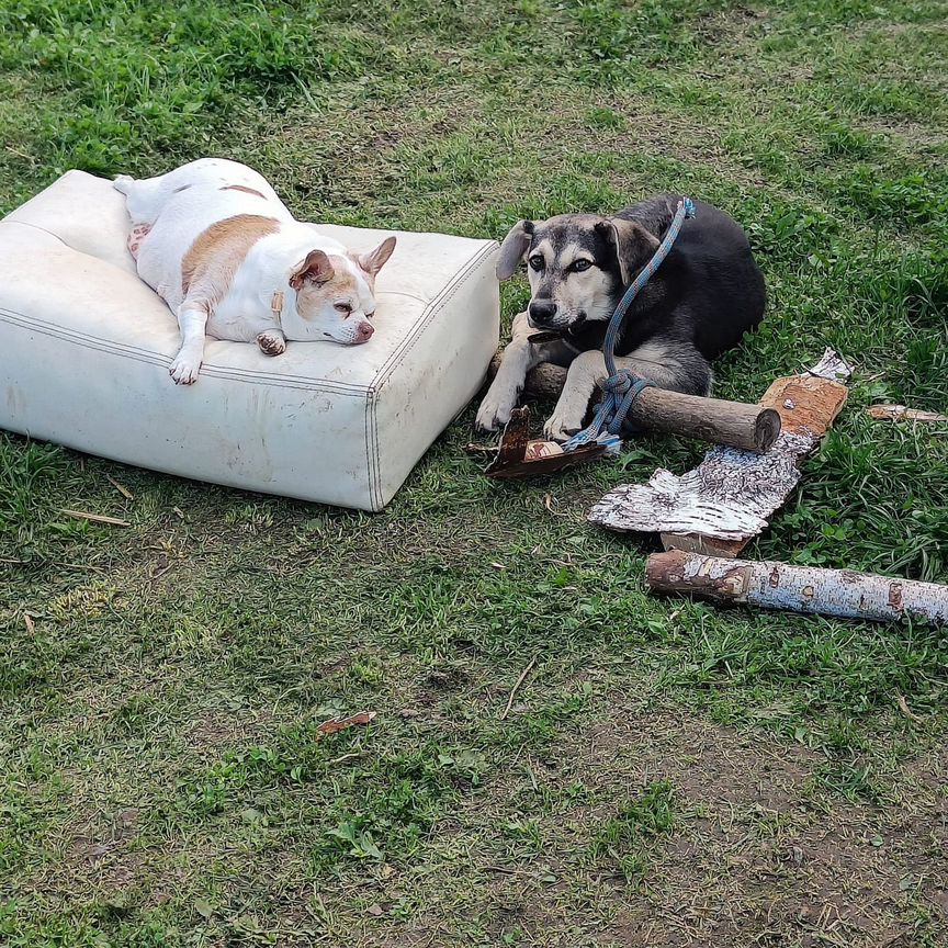 Замечательная собака