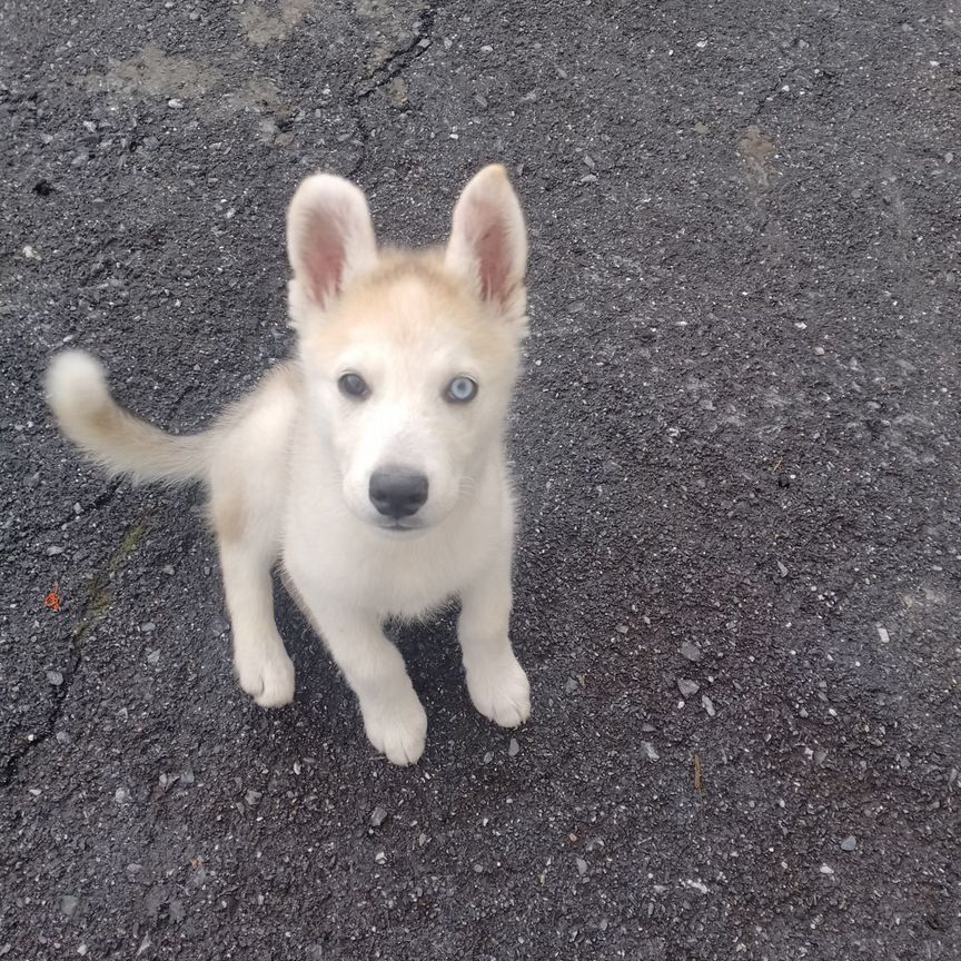 Хаски в добрые руки