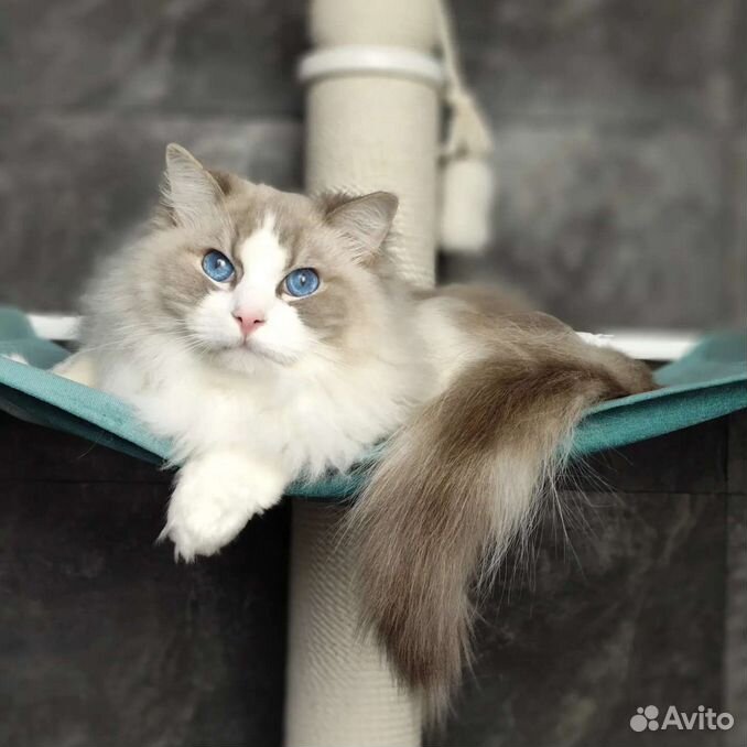 Leon, рэгдолл с родословной