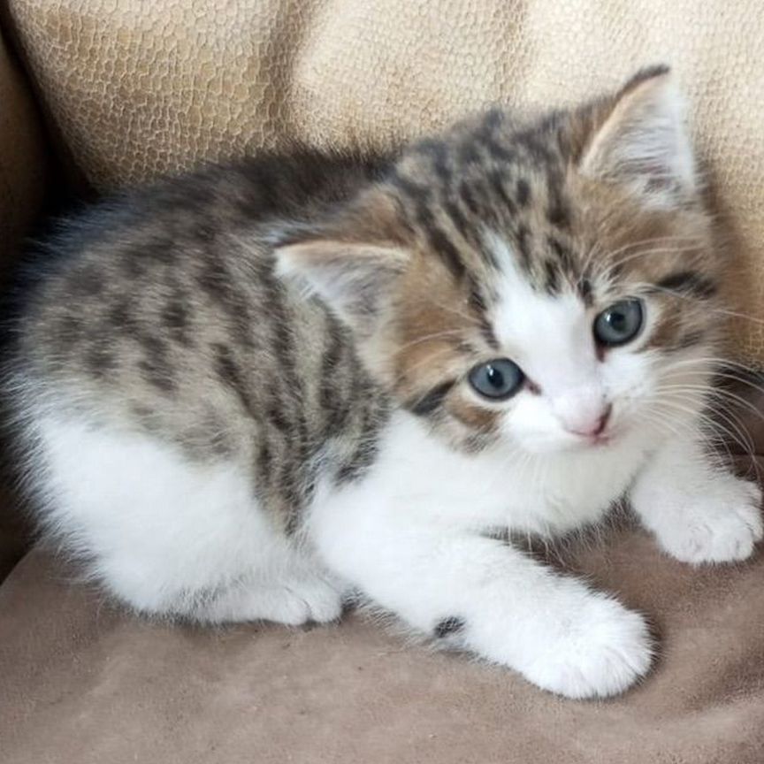 Котенок в добрые руки