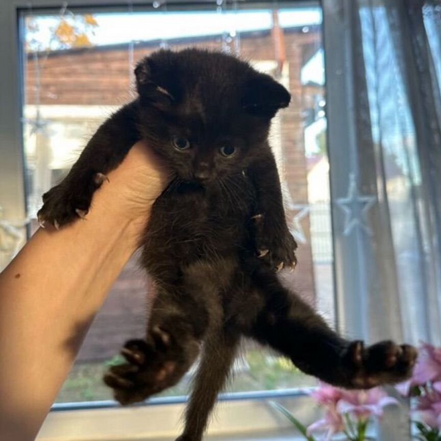 Тайский котик бесплатно