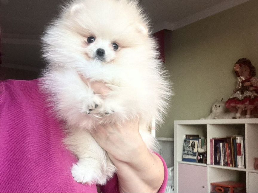 Щенки померанского шпица