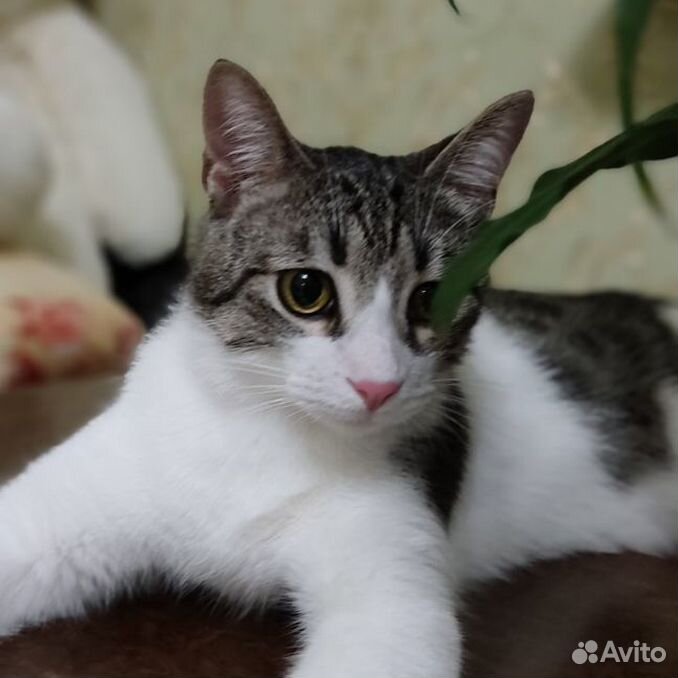 Отдам котика Шпунтика(мальчик)