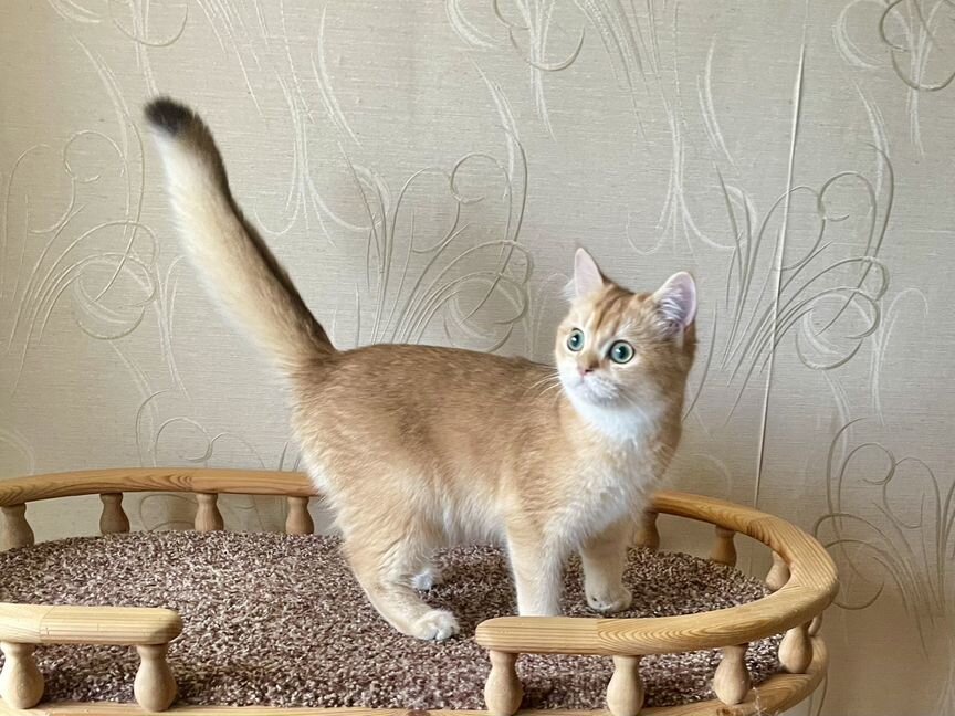 Кошечка золотая шиншилла
