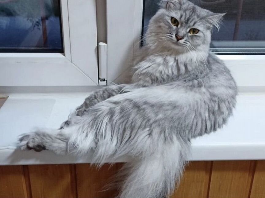 Шикарная кошечка в добрые руки