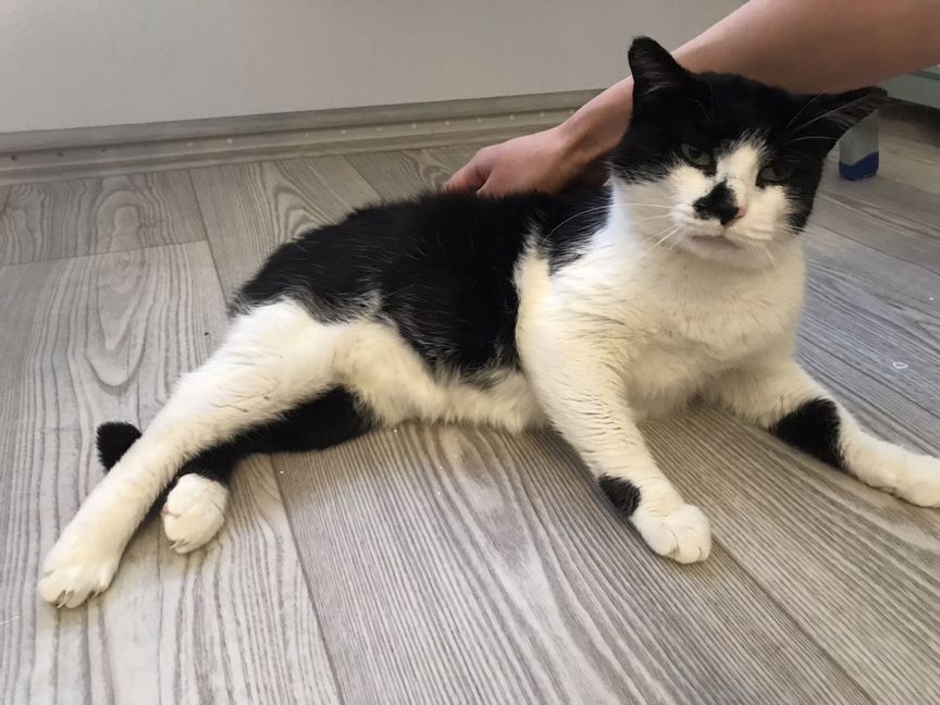 Кошка добрая бесплатно
