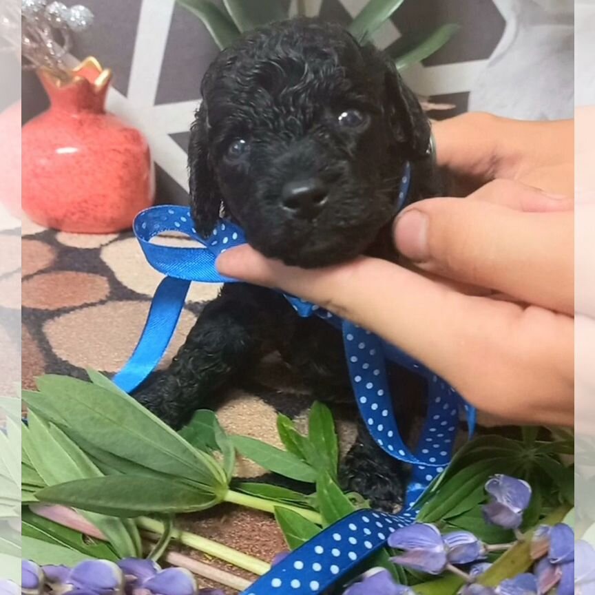 Той-пудель, щенок