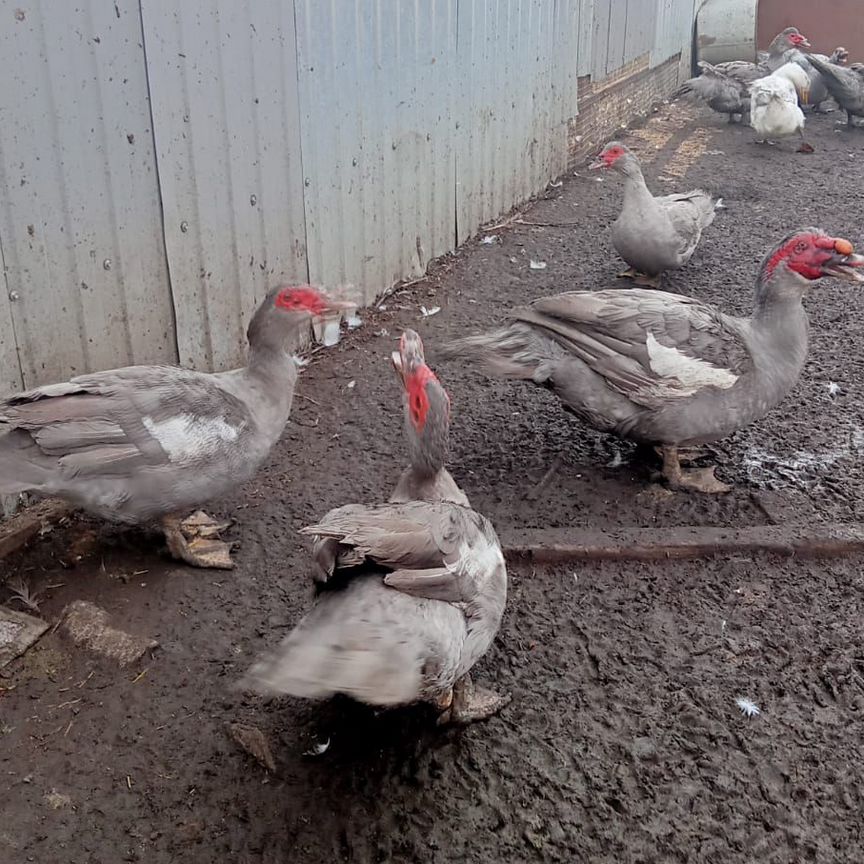 Мускусные утки лаванда