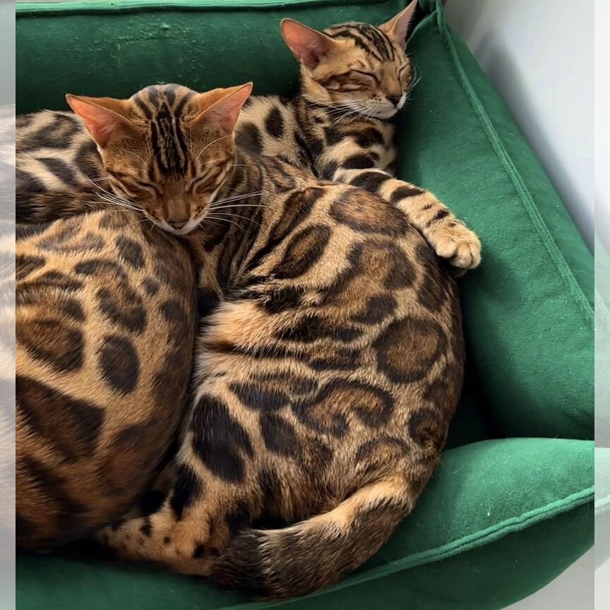 Бенгальская кошка