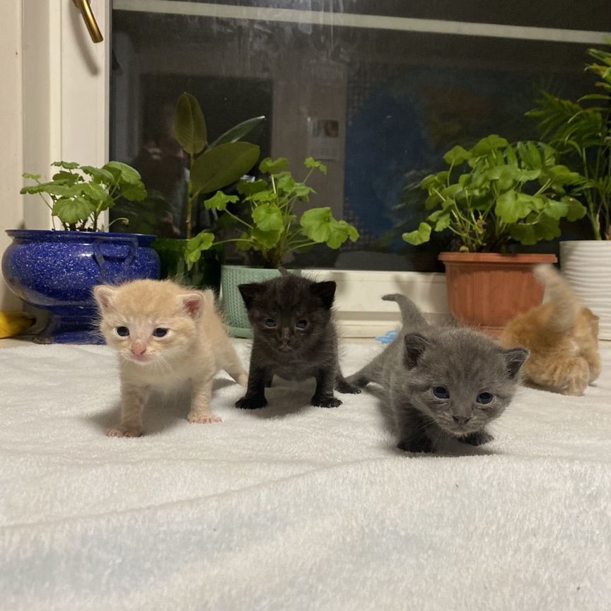 Котята в добрые руки