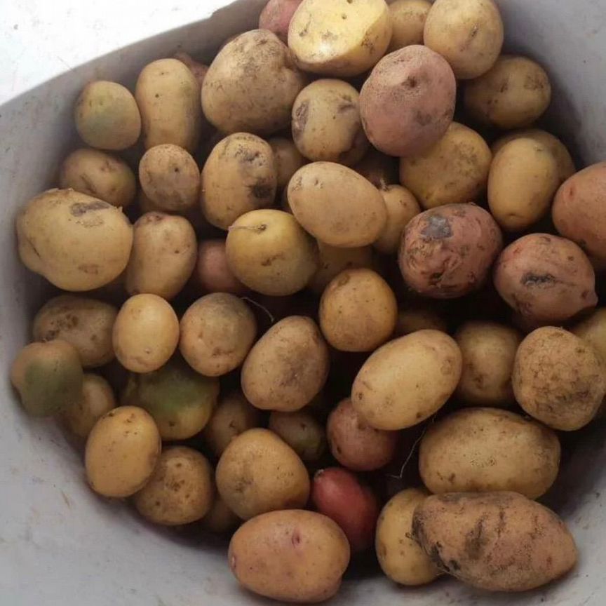 Картофель на корм скоту