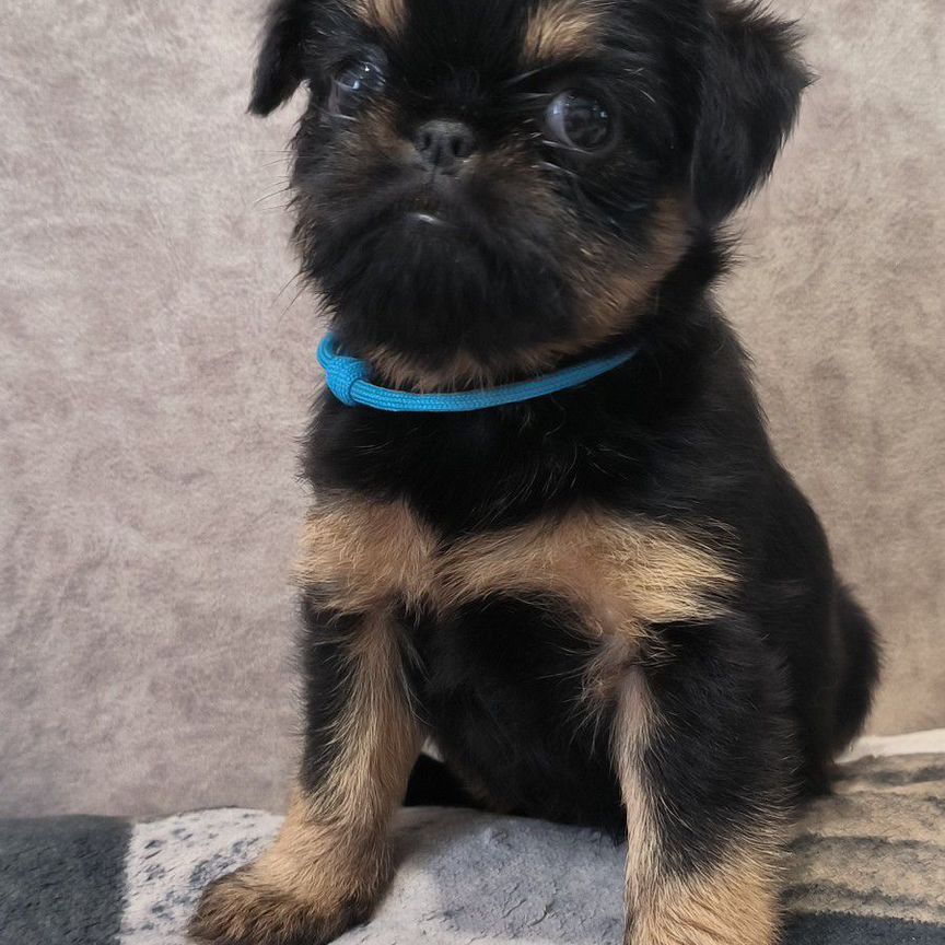 Щенки гриффона и брабансона