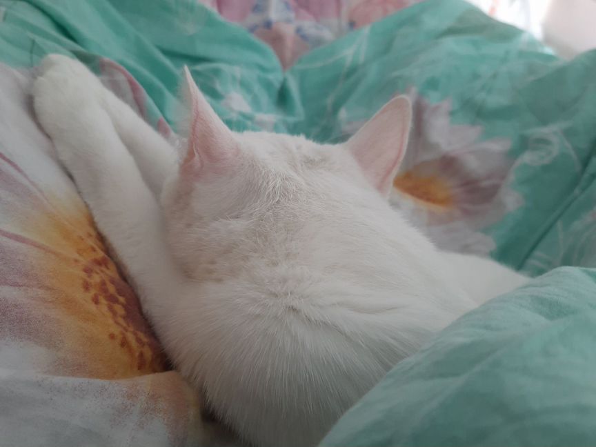 Кошка со срочной пристройкой, привезём