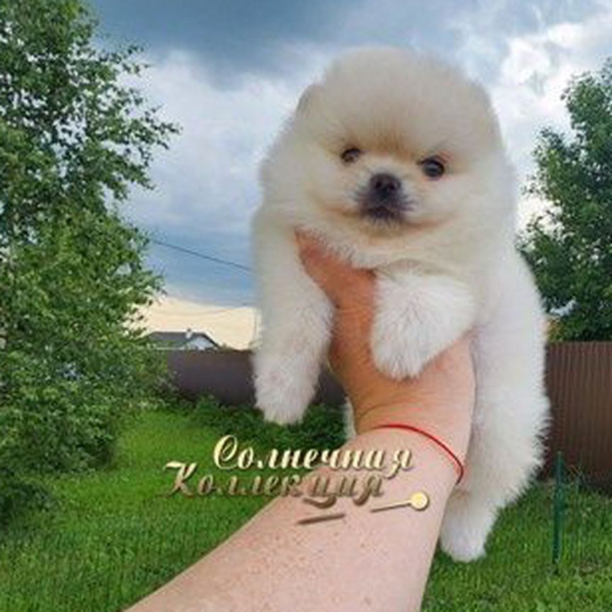 Маленький мальчик померашечка мимимишечка