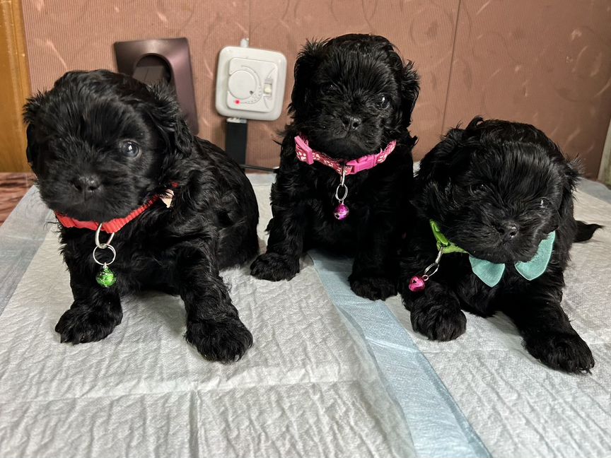 Щенки мальтипу f1