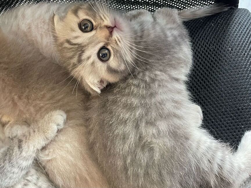 Шотландские котята