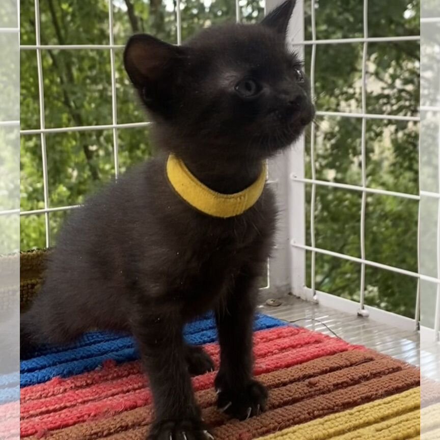 Котёнок в добрые руки