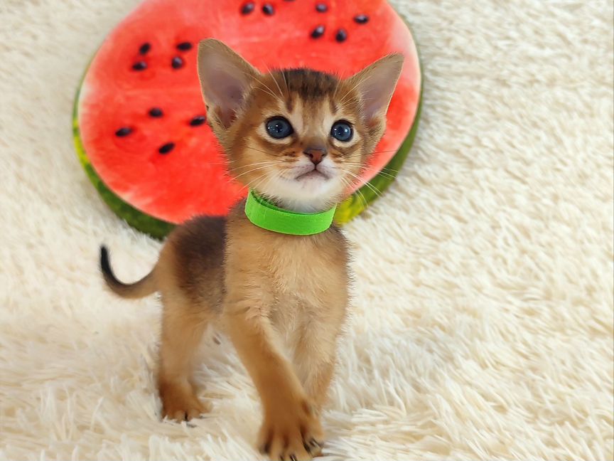 Абиссинские котята