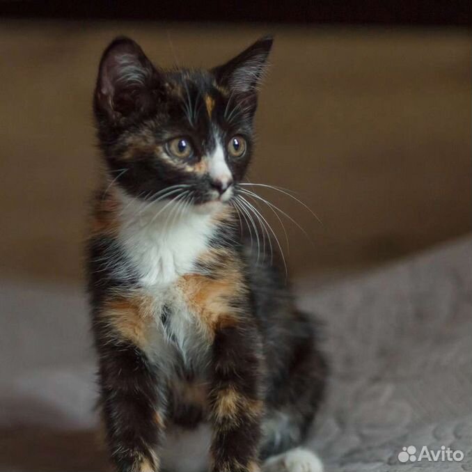 Котёнок Луиза ждёт дом