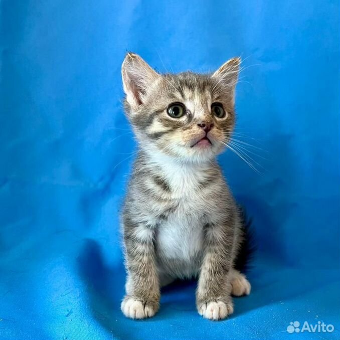 Котенок Сава возраст 1,5 месяца в добрые руки