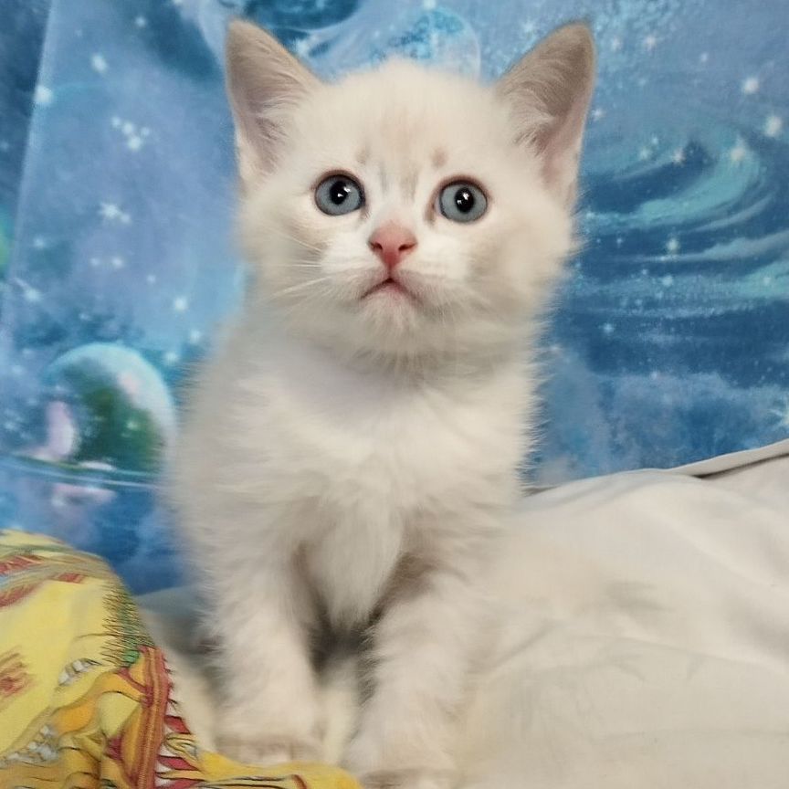 Невский маскарадный котёнок