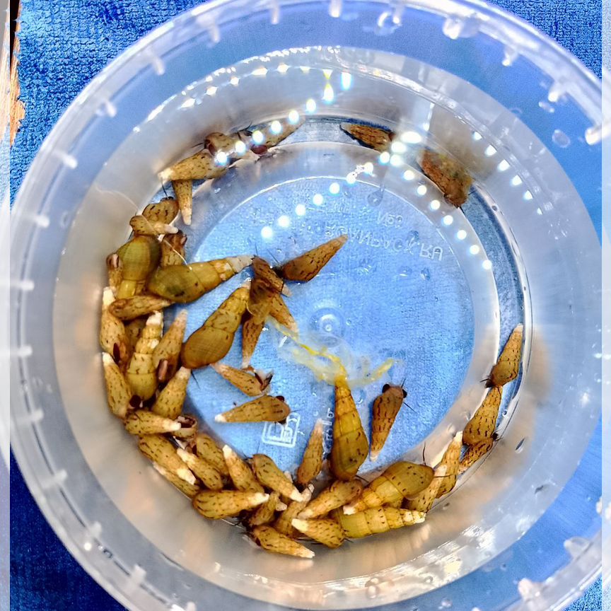 Улитки аквариумные