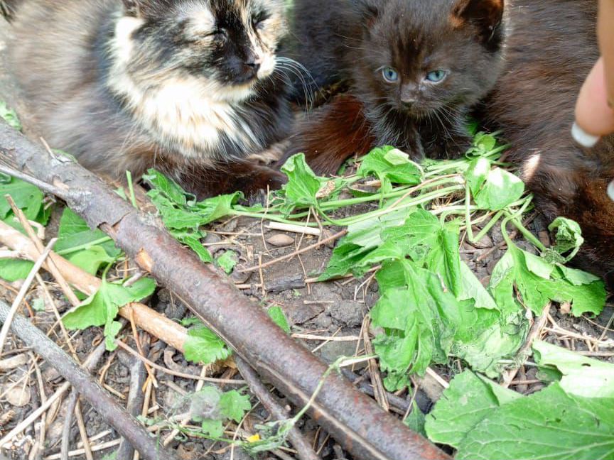 Котята в добрые руки